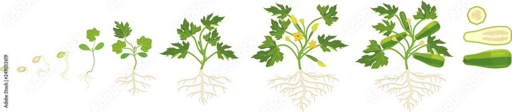 Obraz Life cycle of zucchini plant. Growth stages from seeding to ...