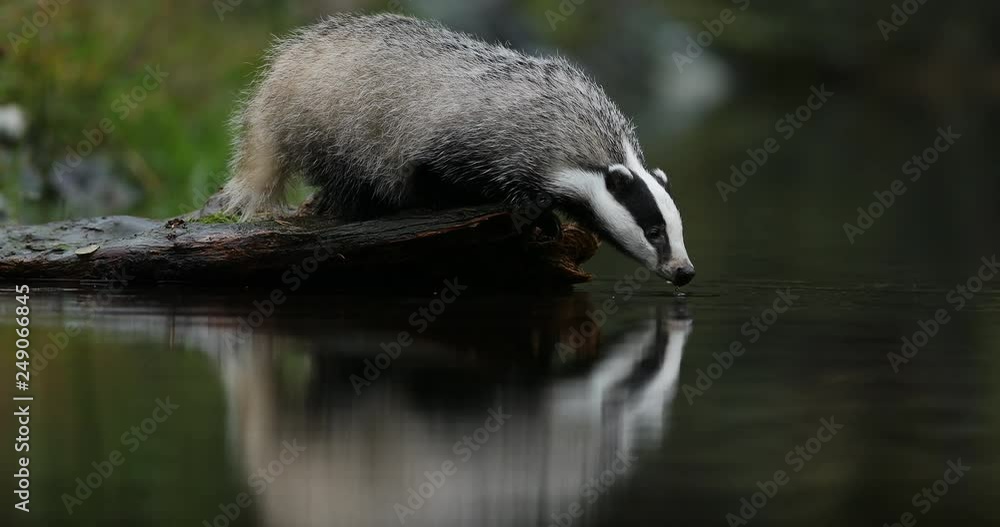 Badger in green forest, animal in nature habitat, Germany, central ...