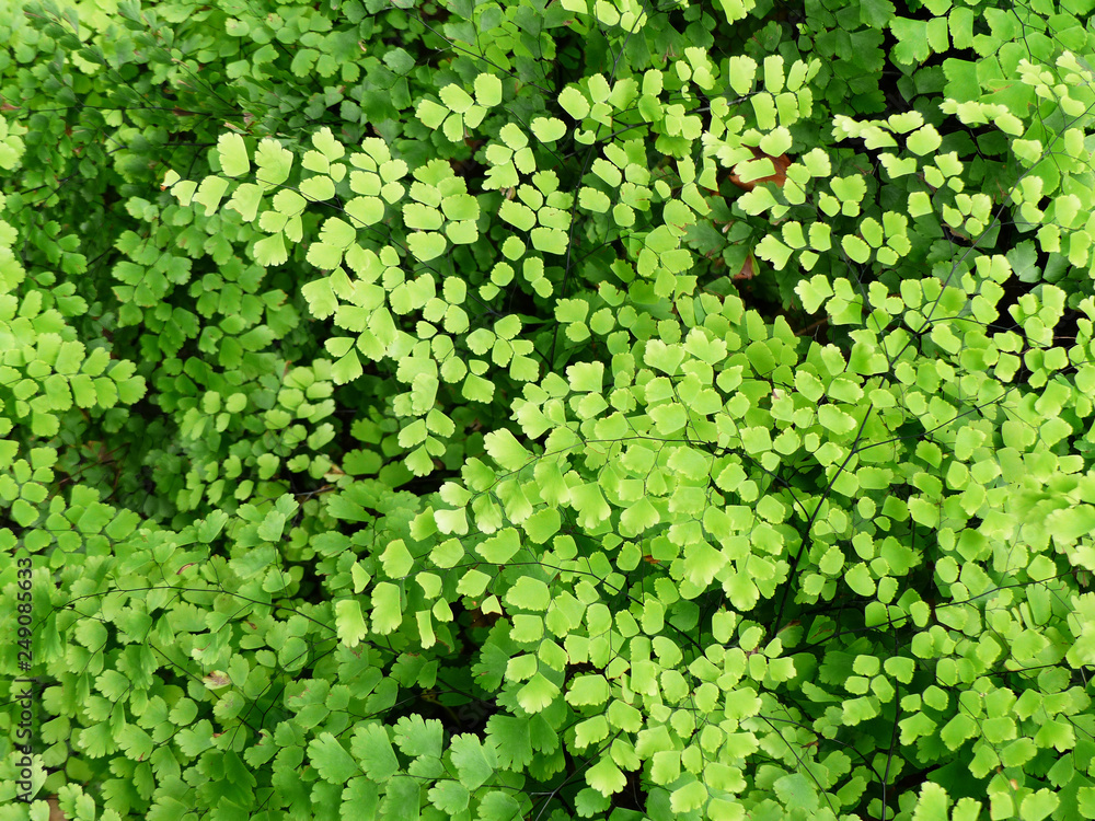 Adiantum Capillus Veneris
