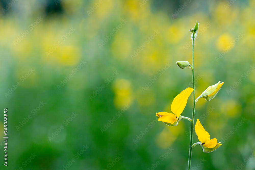 Foto de sunhemp flower or Crotalaria juncea. known as brown hemp ...