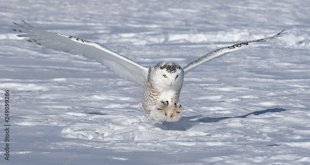 Snowy Owls Hunting