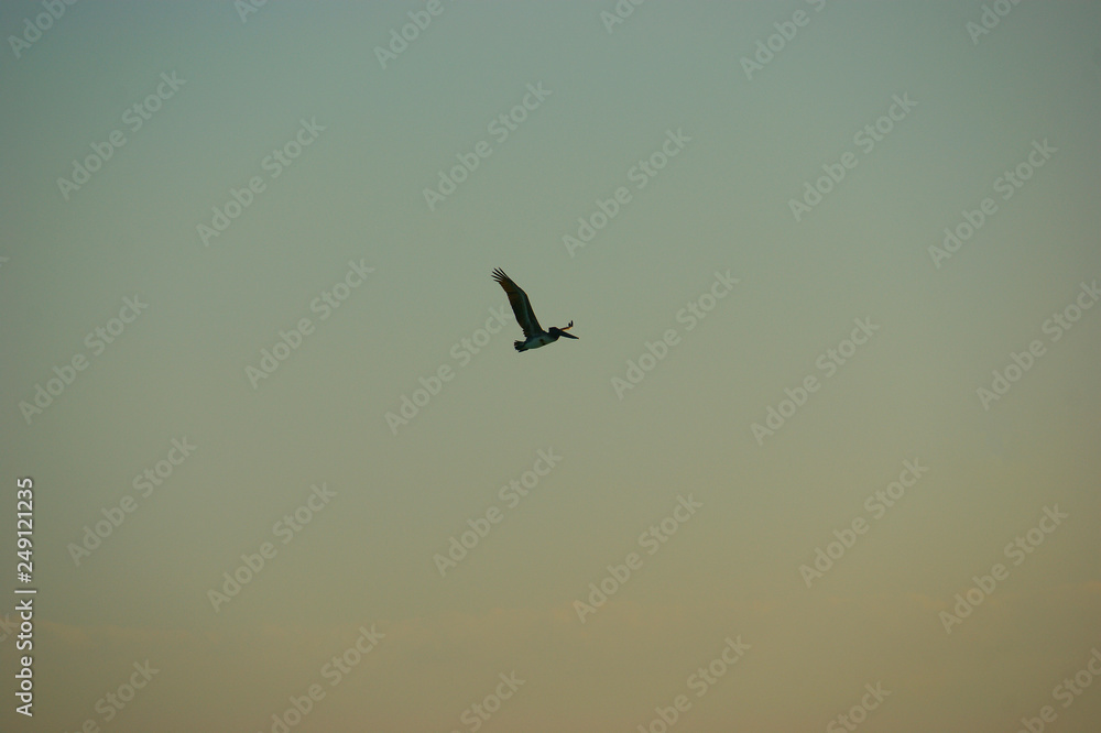 pelican Alcatraz. flying pelican in the blue sky Stock Photo | Adobe Stock