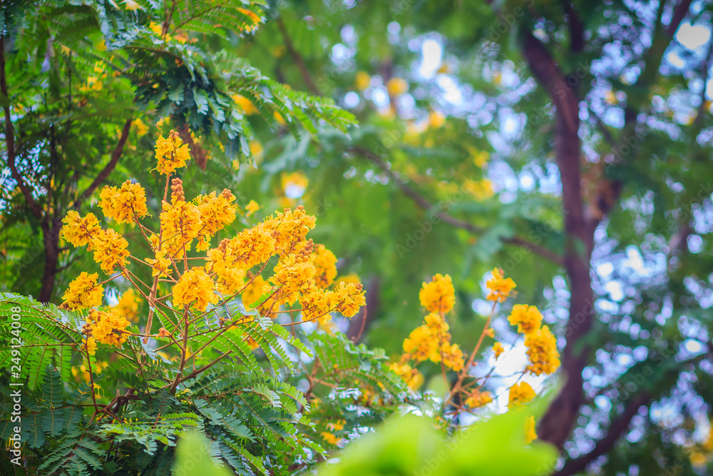 Beautiful yellow Peltophorum pterocarpum flowers on tree, commonly ...