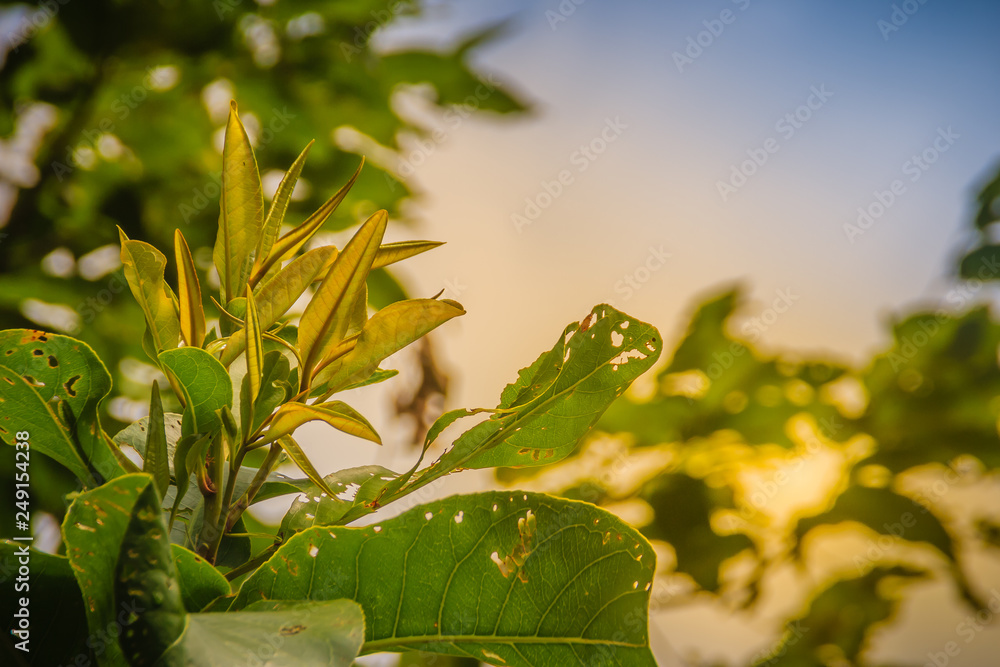 Foto de Organic young green leaves of Careya arborea tree, also known ...