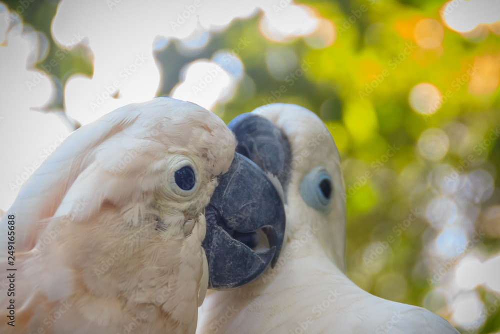 Lovely couple of cockatoos. Cute couple white cockatoos kissing and ...