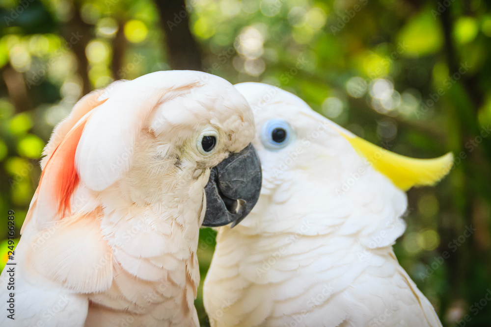 Lovely couple of cockatoos. Cute couple white cockatoos kissing and ...