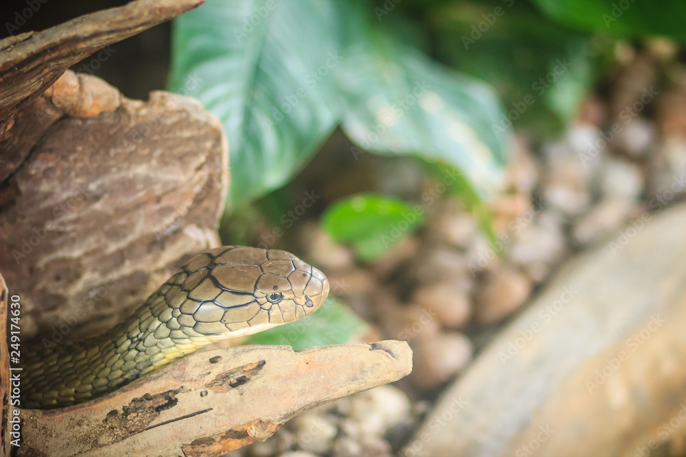 The king cobra (Ophiophagus hannah), also known as hamadryad, is a ...