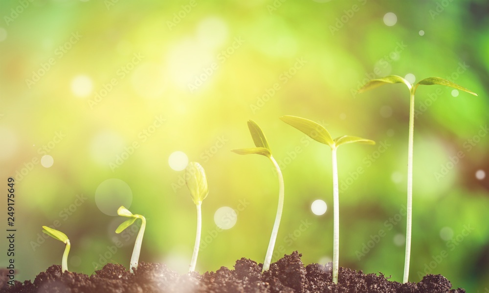 Growth. Stock Photo | Adobe Stock