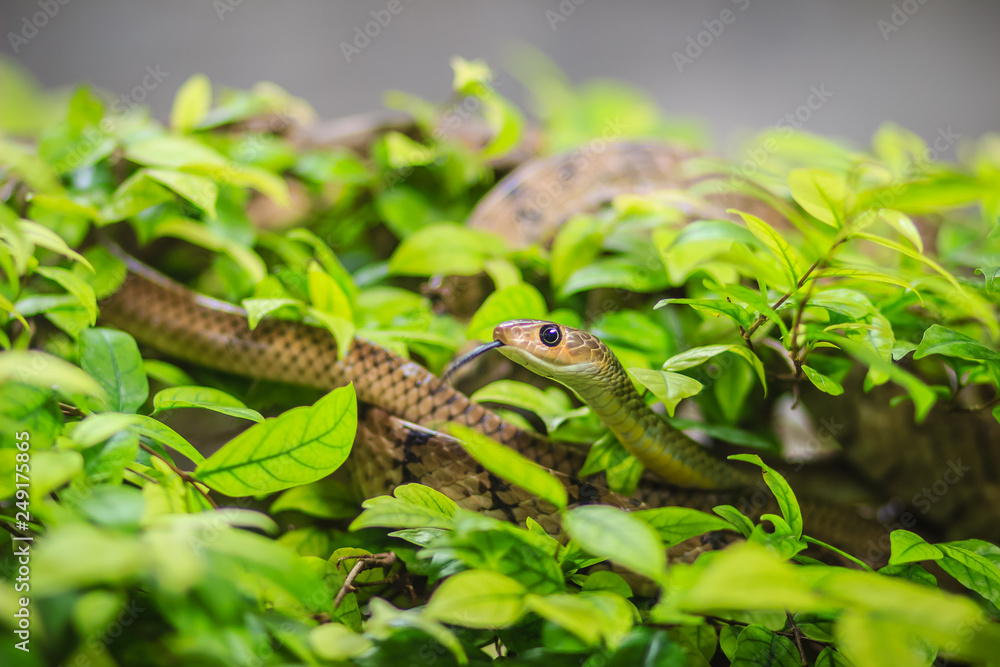 Cute Indochinese rat snake (Ptyas korros) is slithering on tree with ...