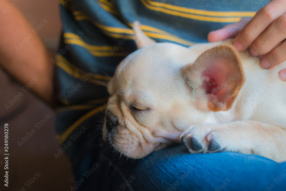 Bulldog Puppy Napping