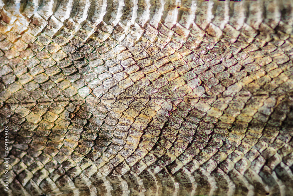 Dried snake skin of Malayan pit viper (Calloselasma rhodostoma) for ...