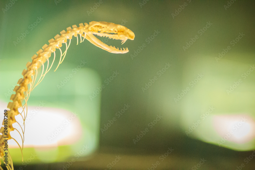 Snake skeletons of monocled cobra (Naja kaouthia), also called ...