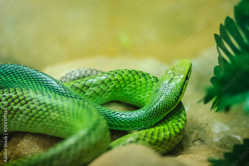 Arboreal Snakes