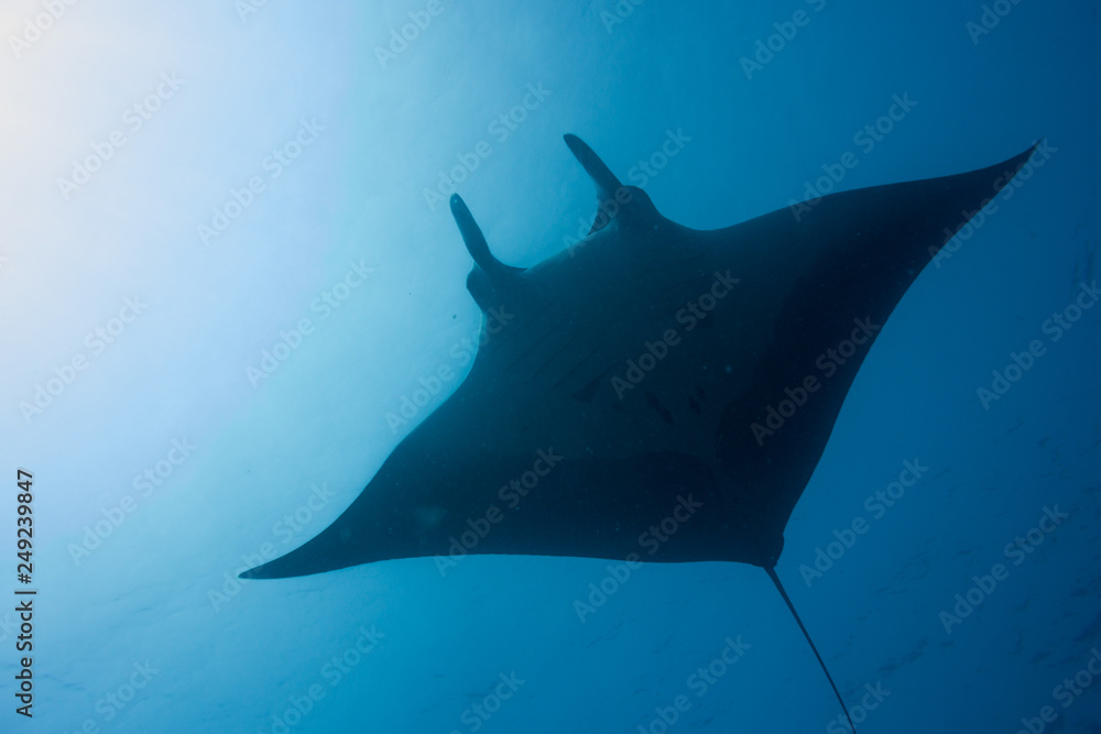 Manta ray underside in North Andaman reefs, Thailand Stock Photo ...