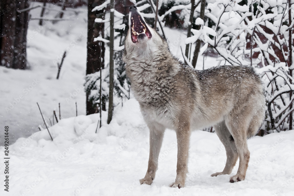 The mouth of a howling wolf. A wolf (female wolf) howls (howling ...