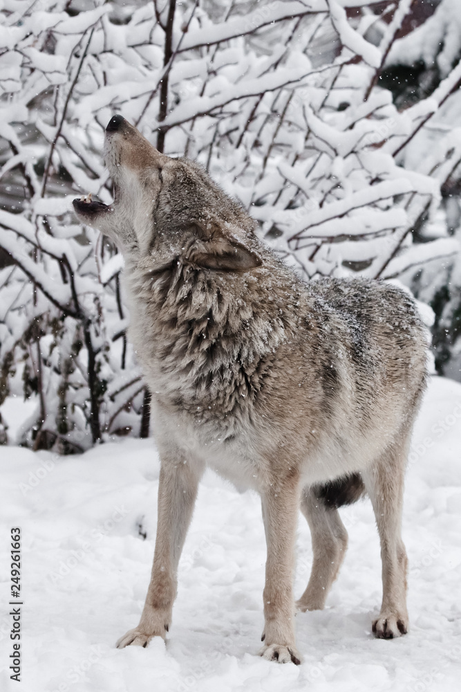A wolf (female wolf) howls (howling, screaming) lifting its muzzle ...