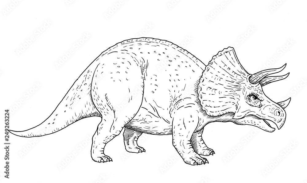 Triceratops Drawing