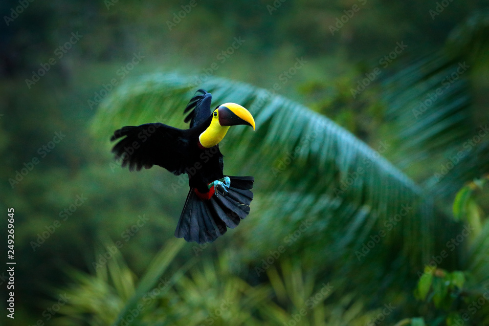 Rainforest Birds Flying