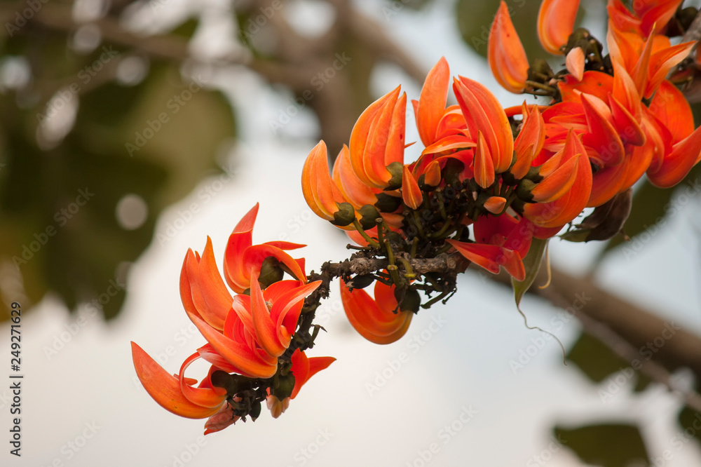 Palash Flower