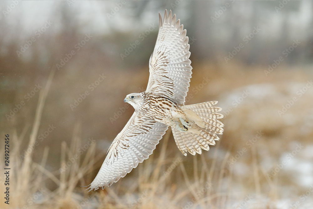 Gyrfalcon, Falco rusticolus, bird of prey fly. Flying rare bird with ...