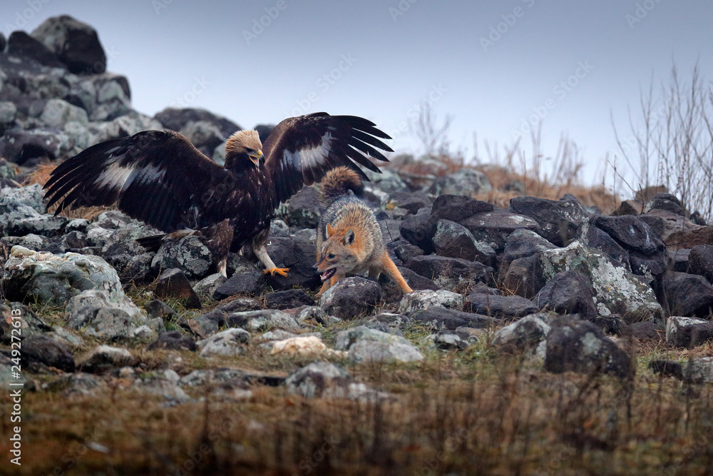 Fight between two animals, golden eagle vs. golden jackal. Bird ...