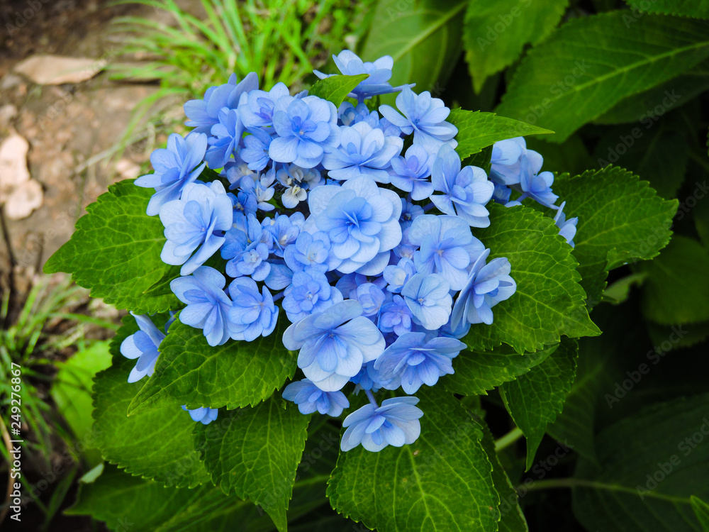 Plumbago auriculata.Field of Cape leadwort. View of flower in the ...