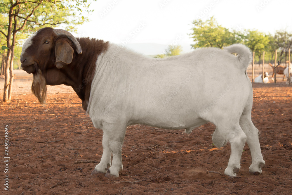 boer goat south african agricultural foto de Stock | Adobe Stock