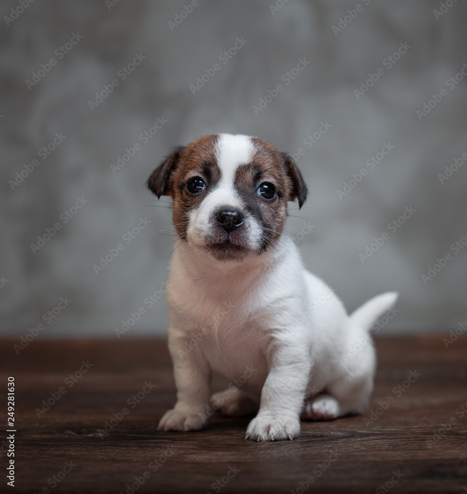 Jack Russell Puppies Brown