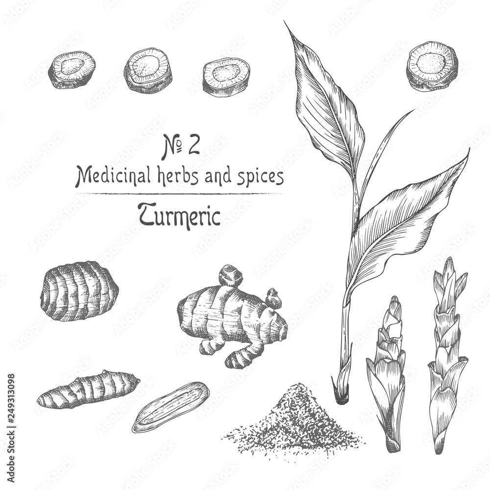 Set hand drawn of Turmeric roots, lives and flowers in black color ...