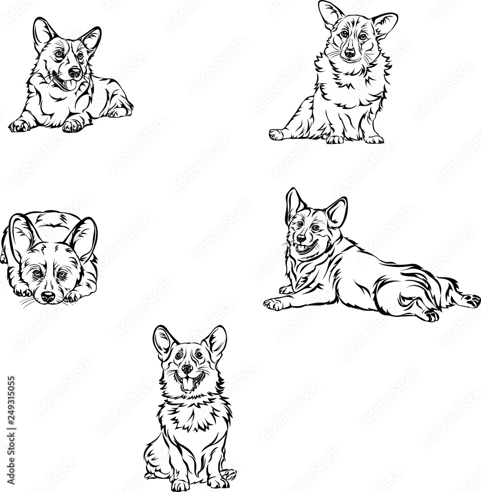 Dog, corgi, various poses, movements and foreshortenings of figures ...