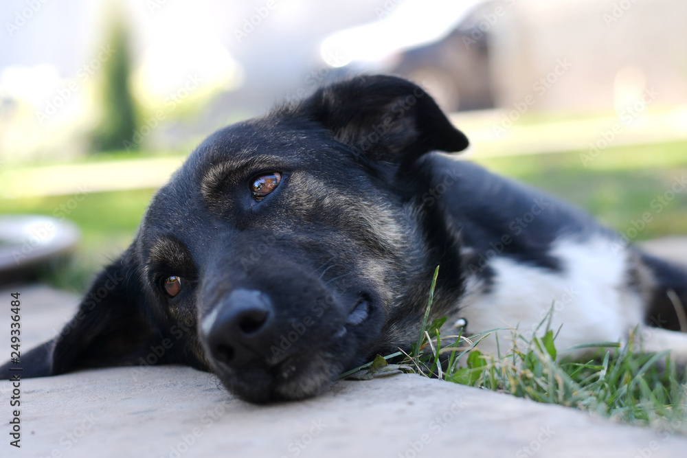sad dog waiting for the owner Stock Photo | Adobe Stock