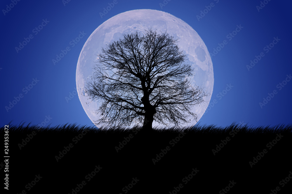 Moon Tree Silhouette