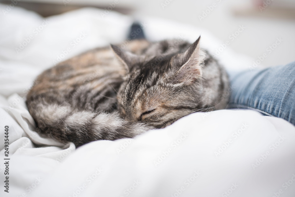 Liegende Katze Stock Photo | Adobe Stock