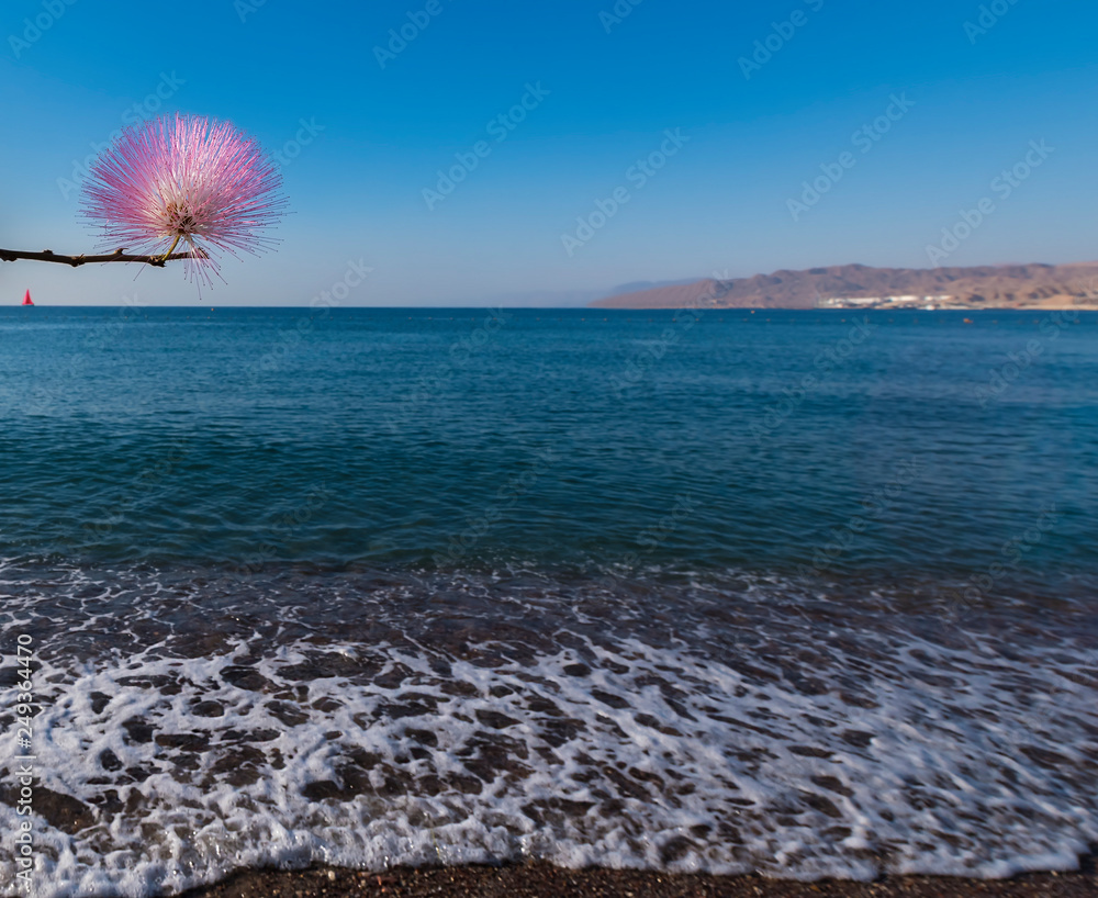 Blossoming Albizia julibrissin on background of the Red Sea. This plant ...