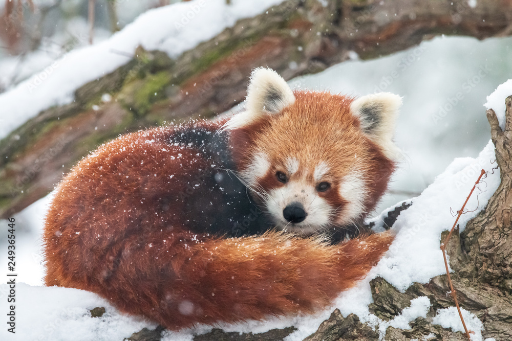 Fluffy Red Panda