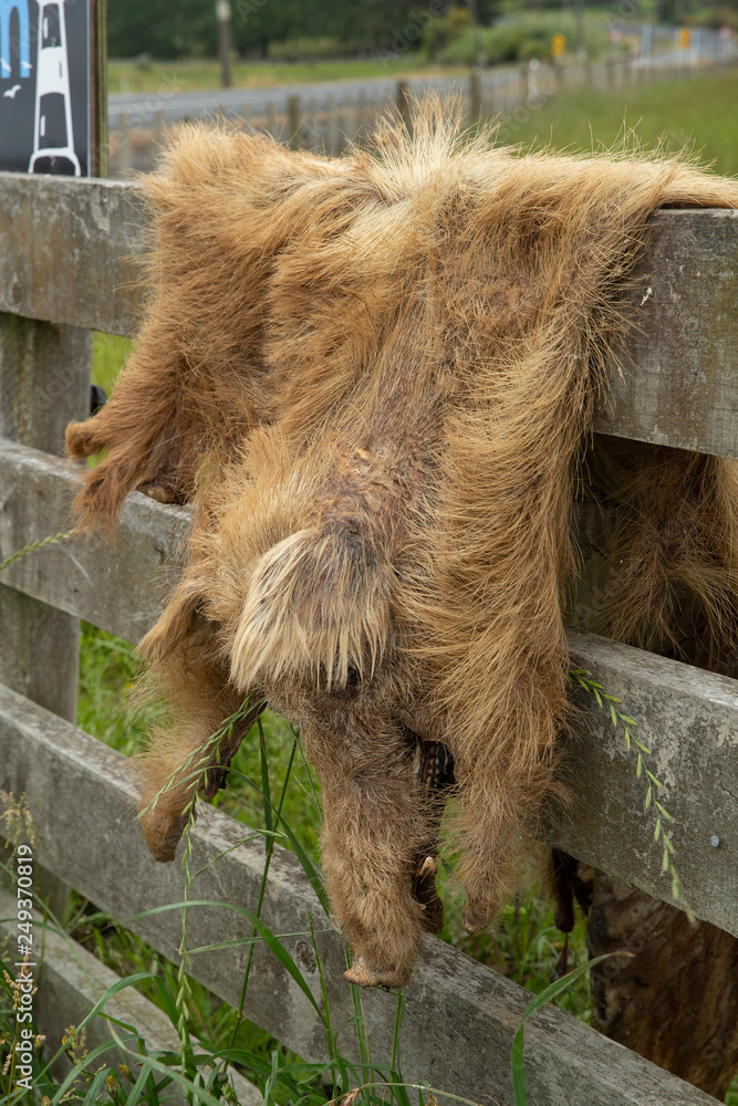 Dargaville New Zealand. Hunted pig. Skin drying. Wild boar Stock Photo ...