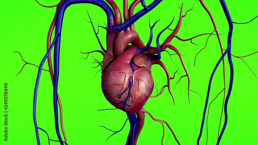 Human heart model on a green screen, Human Heart Anatomy, Artery and ...