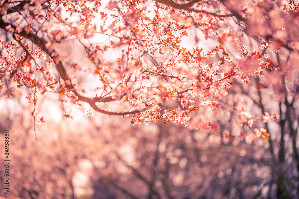 Pretty Pink Nature Backgrounds