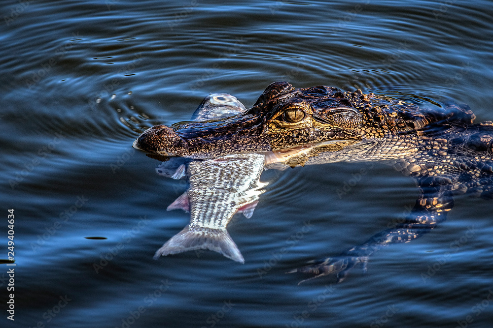 alligator eating fish Stock Photo | Adobe Stock