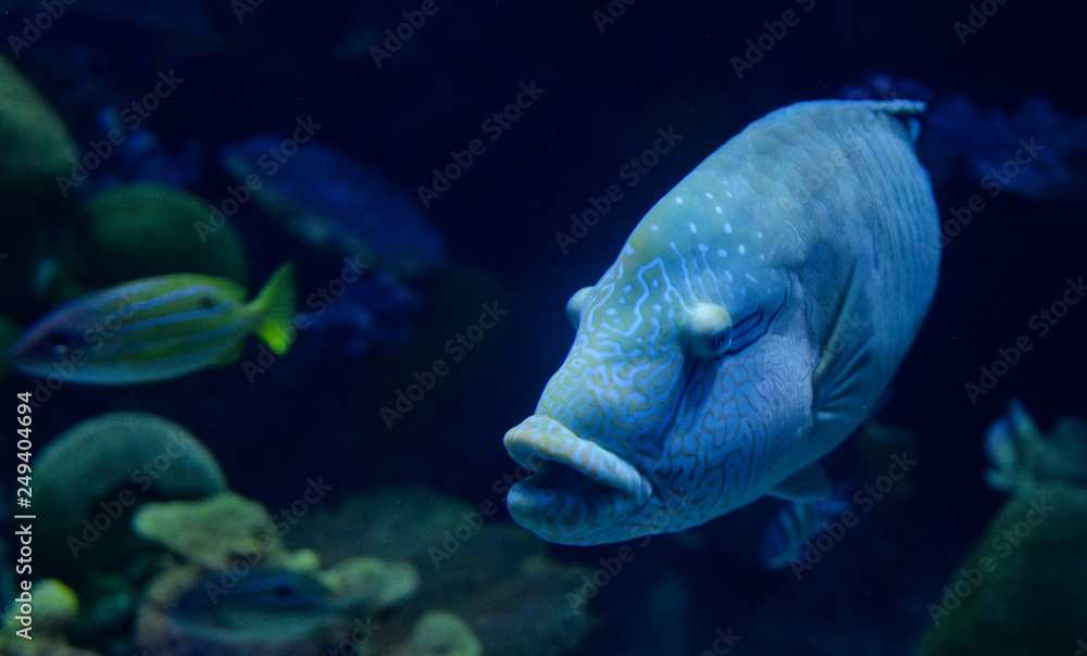Humphead maori wrasse fish / Napoleon fish swimming marine life Stock ...