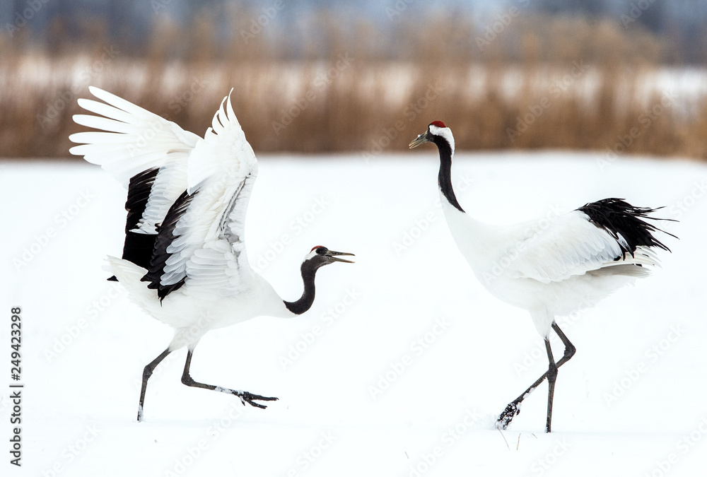 Dancing Cranes. The ritual marriage dance of cranes. The red-crowned ...