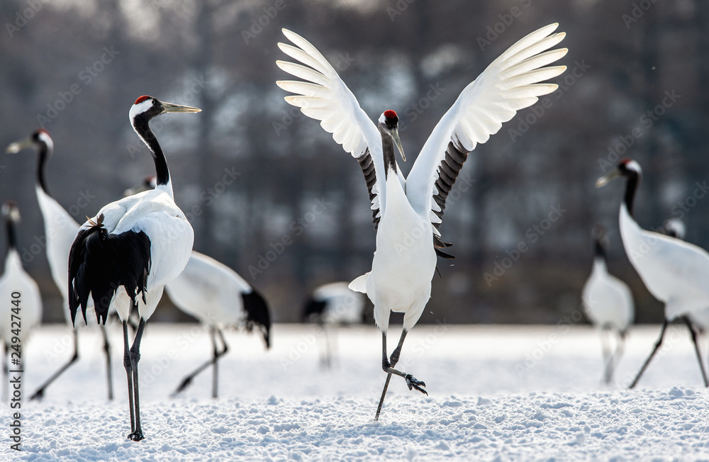 Red Crowned Crane Dance