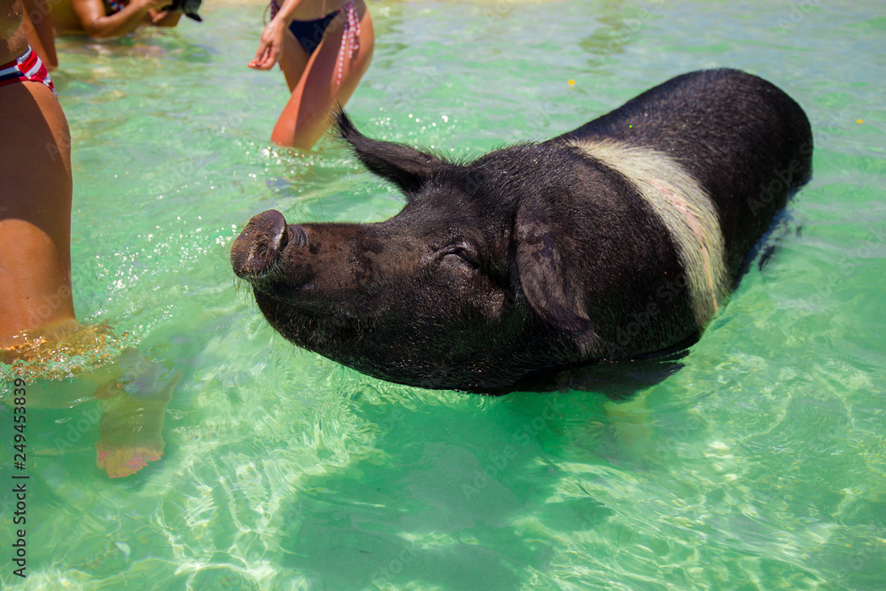 Excursion to the island Pig Beach. Pigs in the Atlantic Ocean. Bahamas ...
