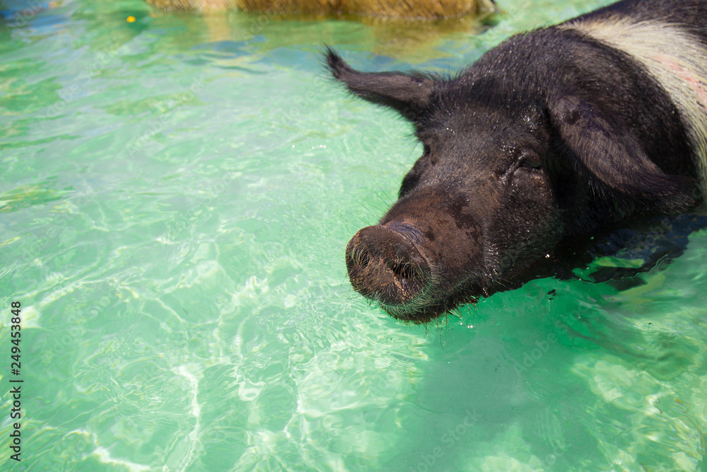 Excursion to the island Pig Beach. Pigs in the Atlantic Ocean. Bahamas ...