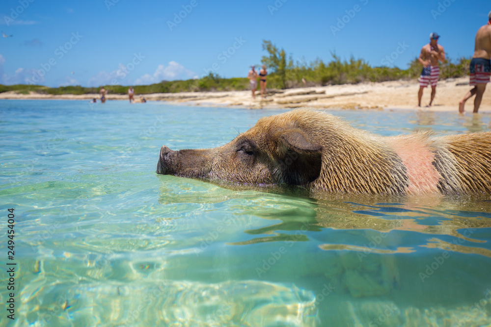 Excursion to the island Pig Beach. Pigs in the Atlantic Ocean. Bahamas ...