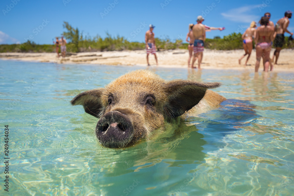 Excursion to the island Pig Beach. Pigs in the Atlantic Ocean. Bahamas ...