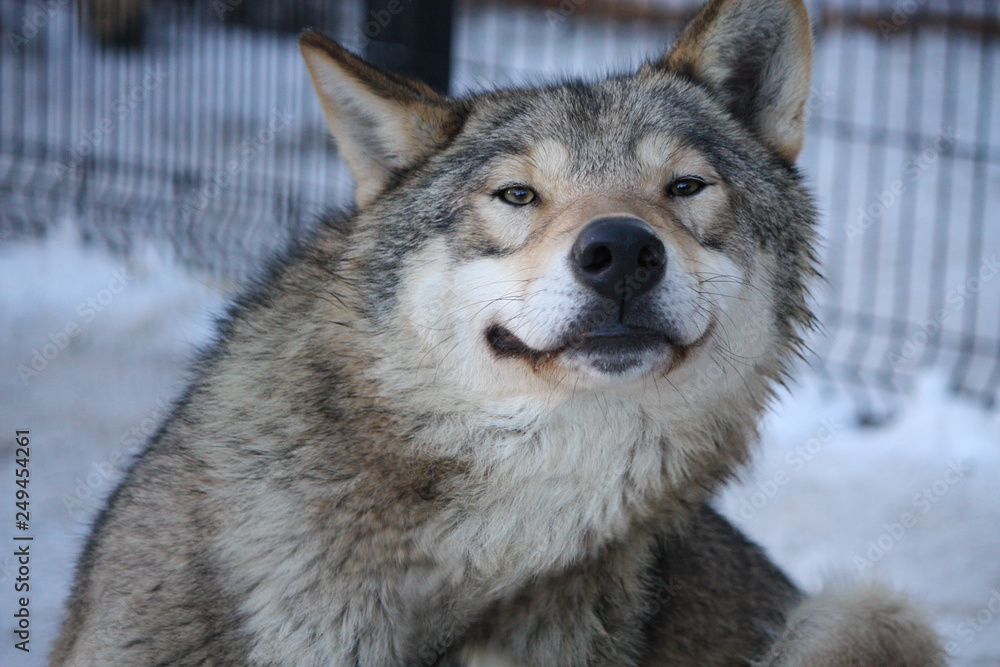 Happy Wolf