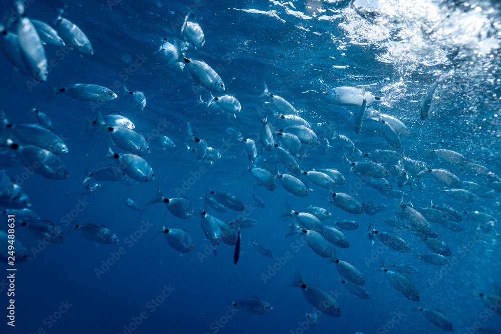 Ringel bream under water, under water photography of ocean fish in ...