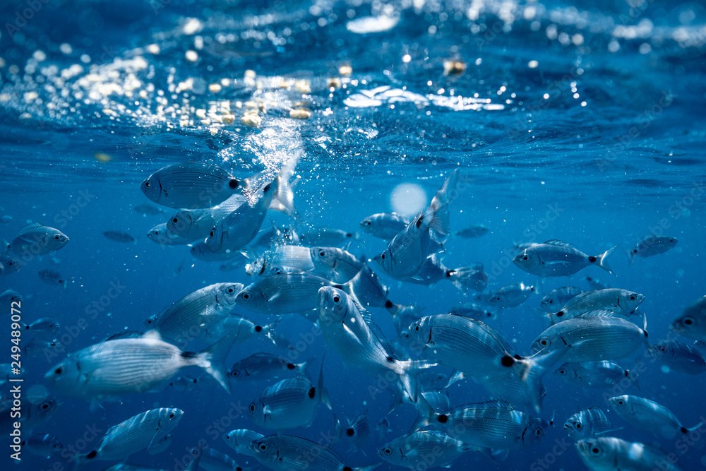 Ringel bream under water, under water photography of ocean fish in ...
