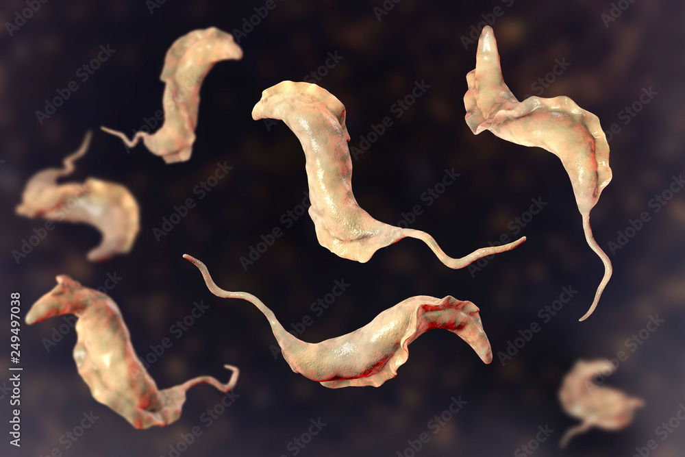 Trypanosoma cruzi parasites, 3D illustration. A protozoan that causes ...